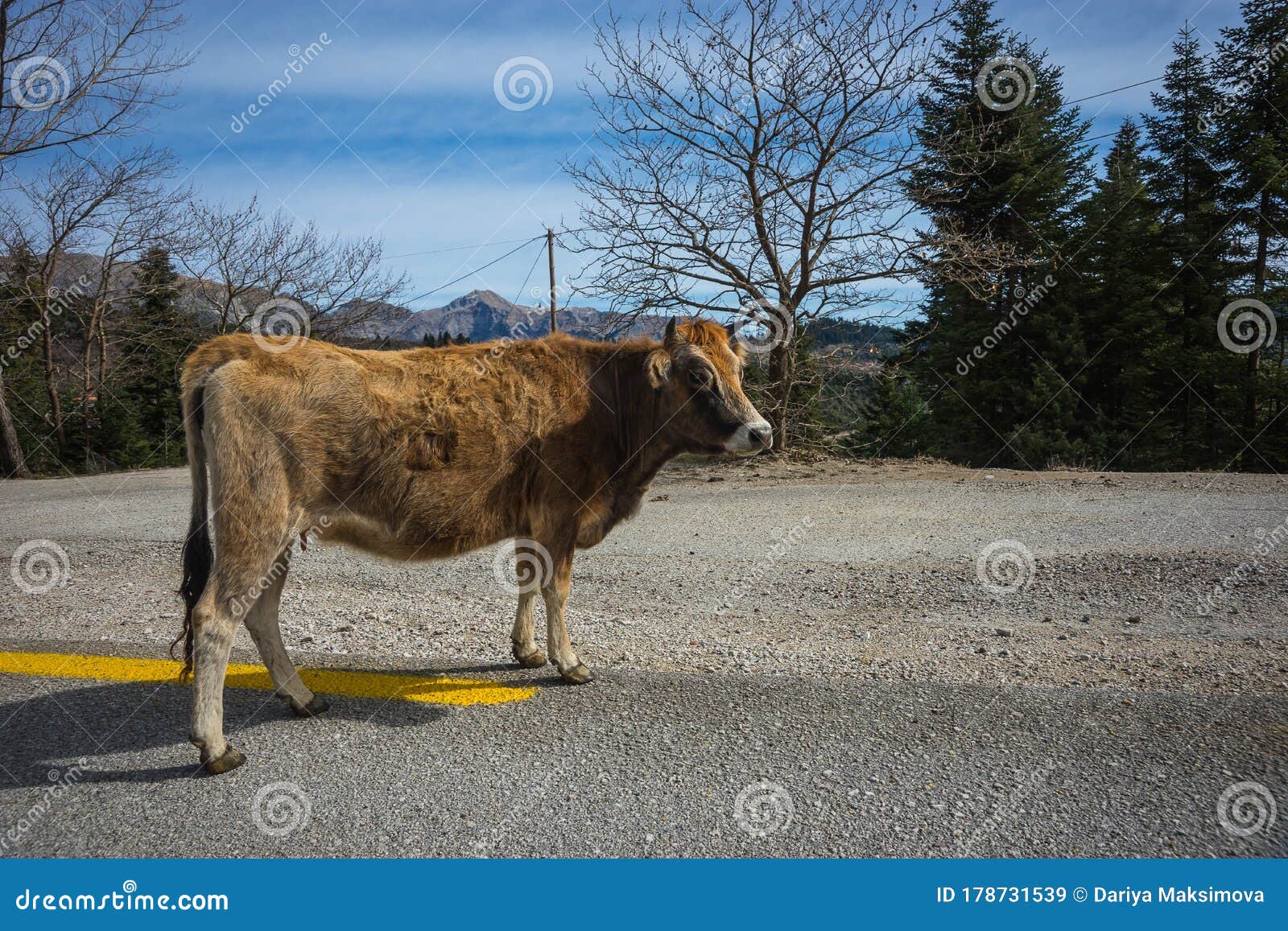 Red Cow Crossing a Road in the Mountains in Greece Stock Image - Image ...