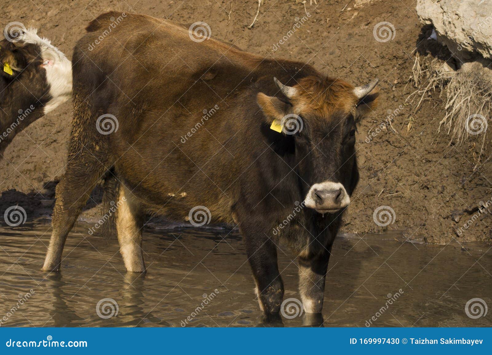 Red Cow Drinks Water from a River Stock Photo - Image of closeu, beast ...