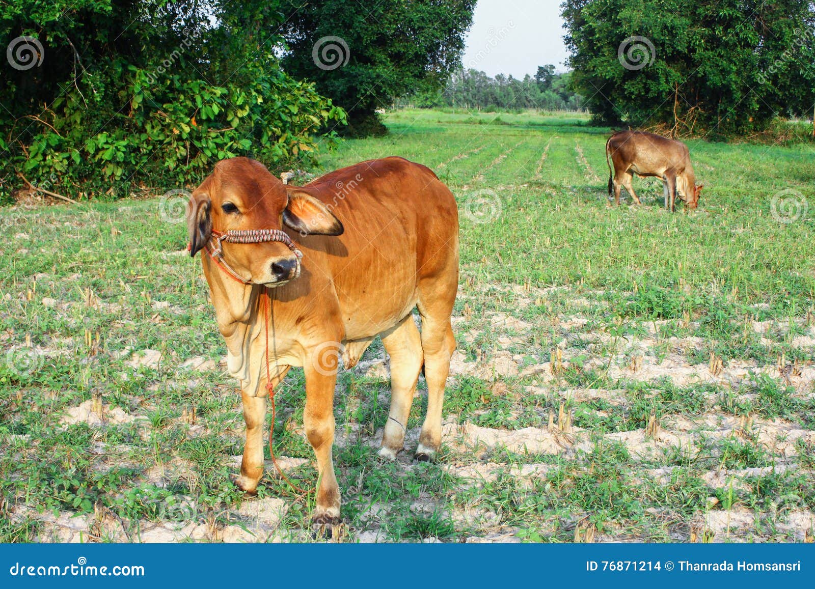 Red Cow Eating Corn in Farm Stock Photo - Image of grass, animal: 76871214
