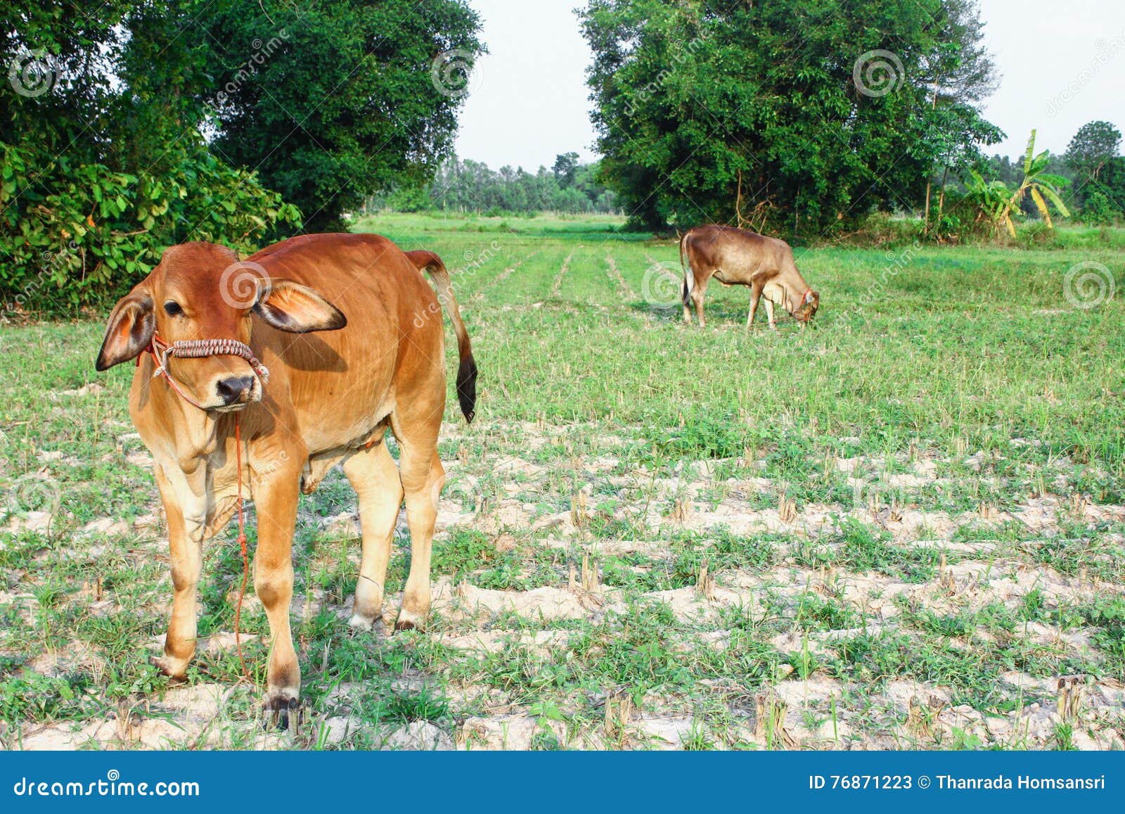 Red Cow Eating Corn in Farm Stock Image - Image of country, nature ...