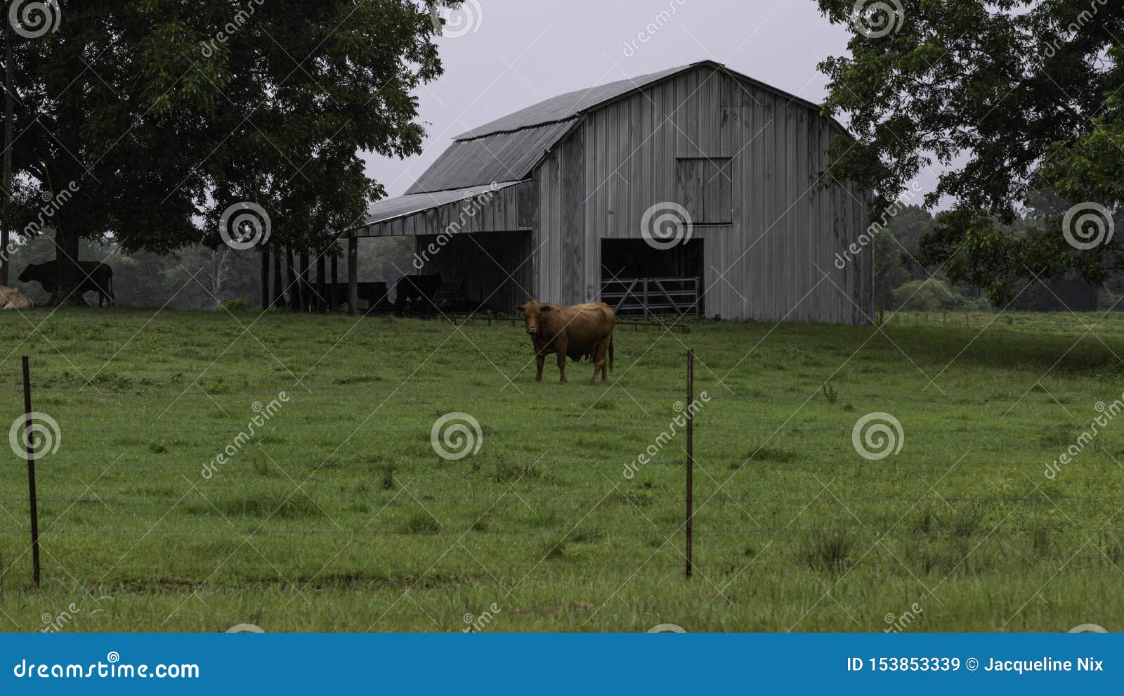 Red Cow in Front of Metal Barn Stock Image - Image of beef, metal ...