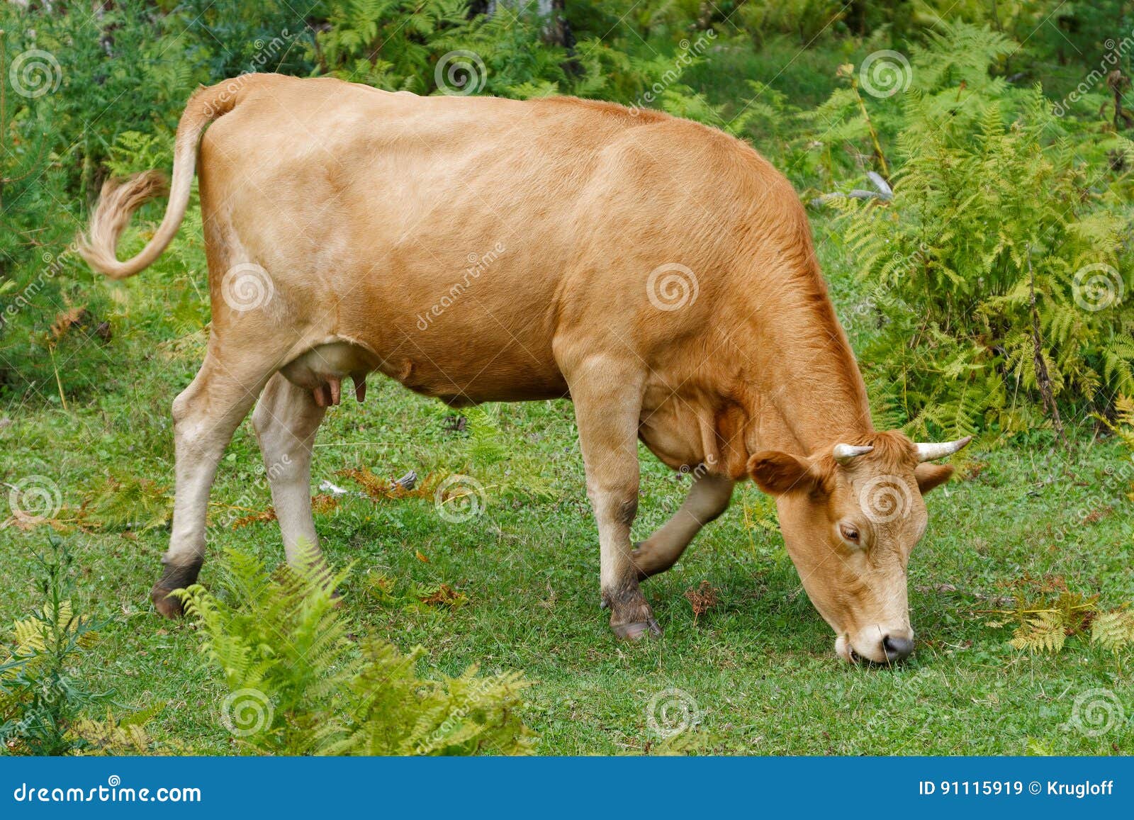 Red cow grazing stock image. Image of dairy, field, brown - 91115919