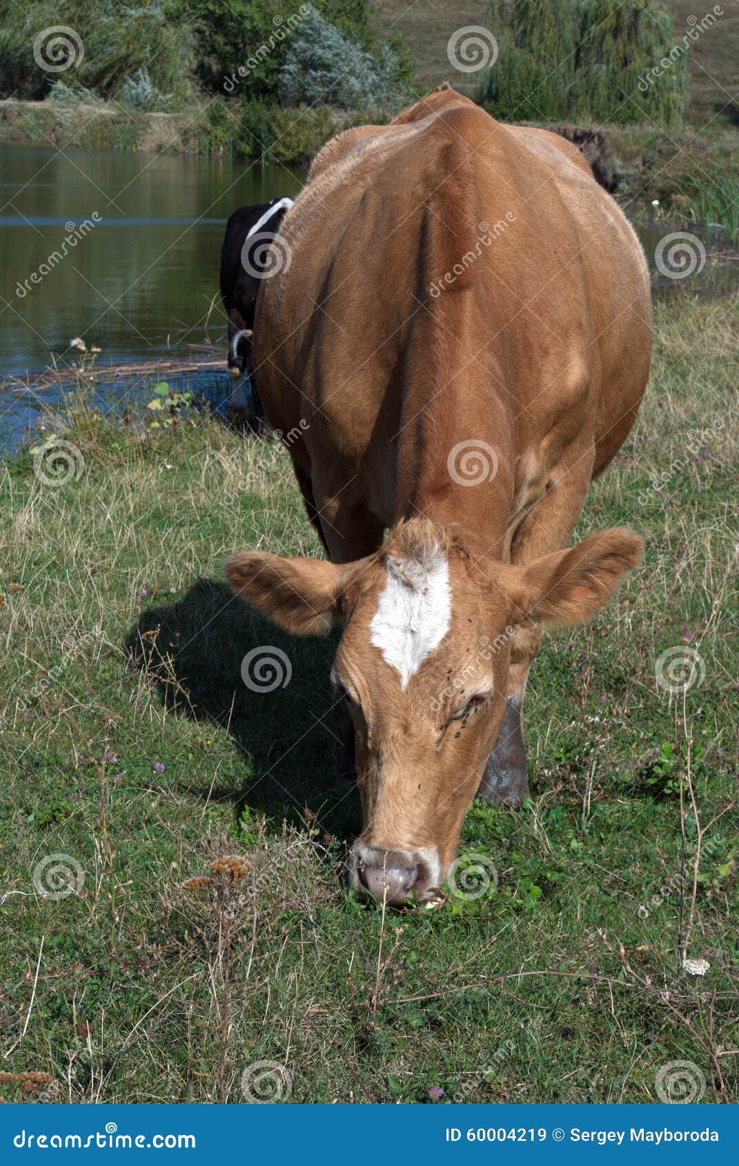 Red cow stock image. Image of pasture, meat, white, farmland - 60004219