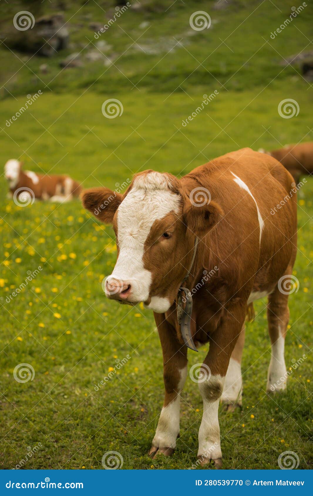 Red Cow Head with Cute Eyes and Pink Nose. Stock Photo - Image of alps ...