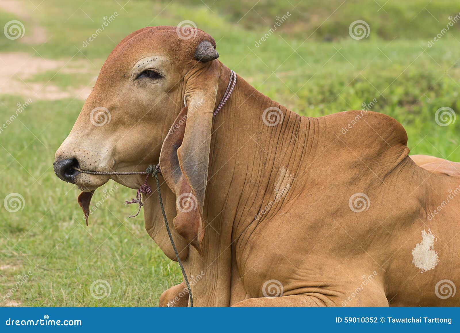 The red cow head stock photo. Image of grazing, standing - 59010352