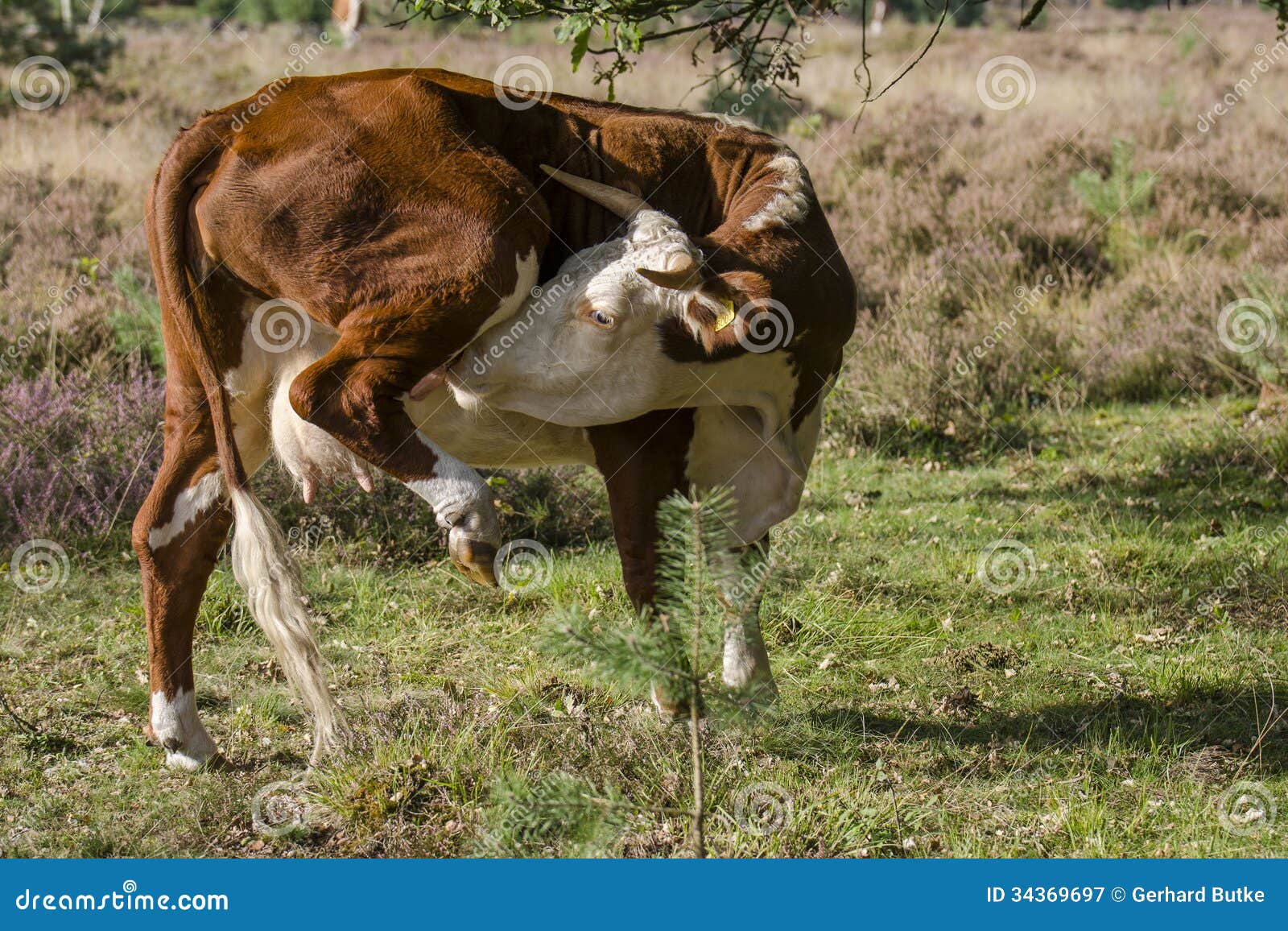 Red cow in the heather stock image. Image of outdoor - 34369697