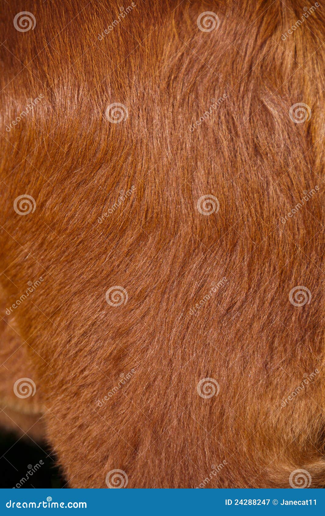 Red cow hide stock image. Image of texture, hairs, shiny - 24288247