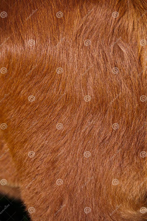 Red cow hide stock image. Image of texture, hairs, shiny - 24288247