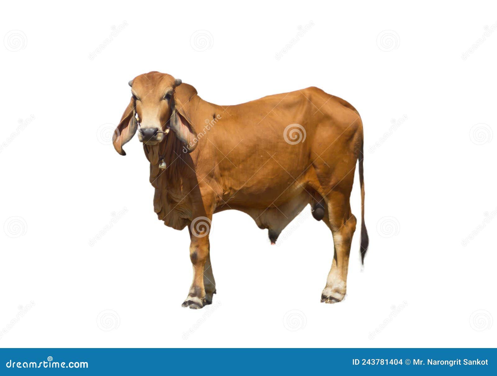 Red cow stock photo. Image of animal, meat, rural, nature - 243781404