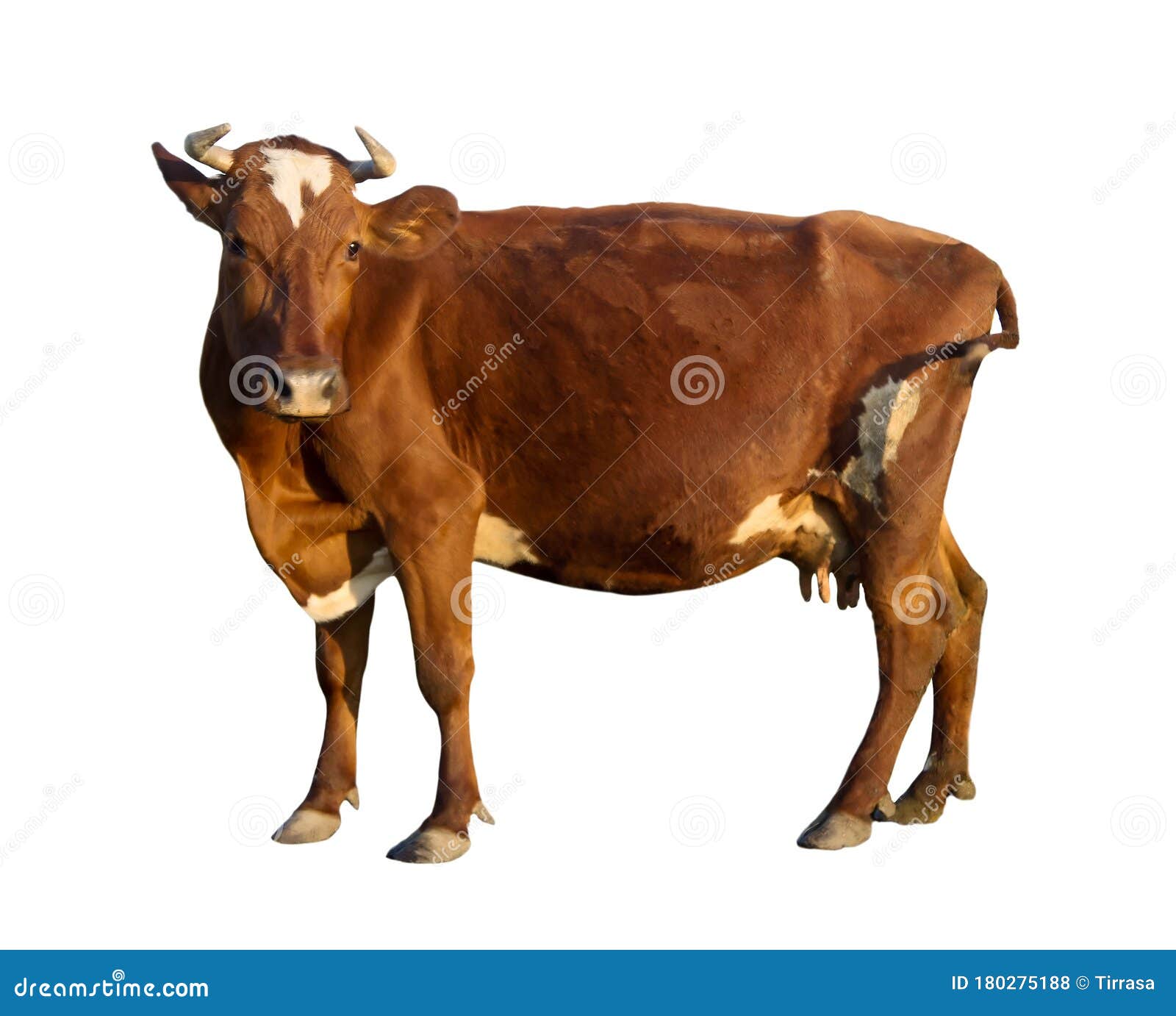 Red cow isolated on white stock photo. Image of cattle - 180275188