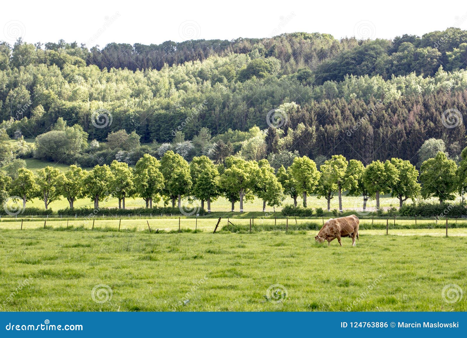 Red cow on a large pasture stock photo. Image of grazing - 124763886