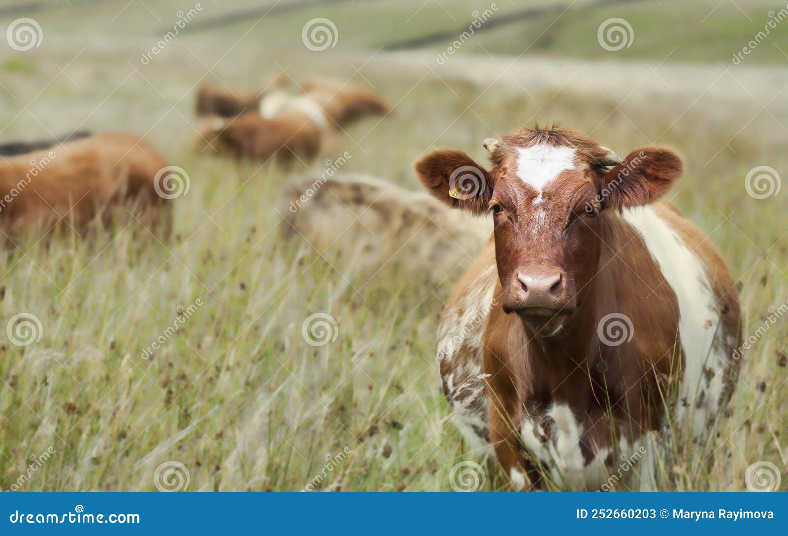 Red cow in the meadow stock image. Image of black, farmer - 252660203