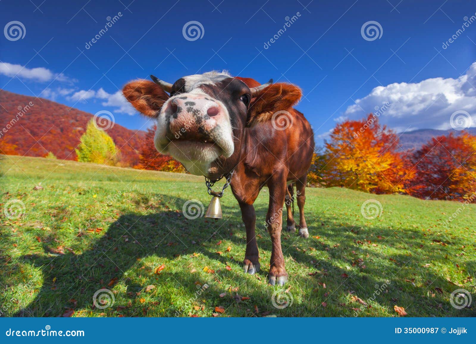 Red Cow on Pasture in Mountains in Autumn Stock Image - Image of ...