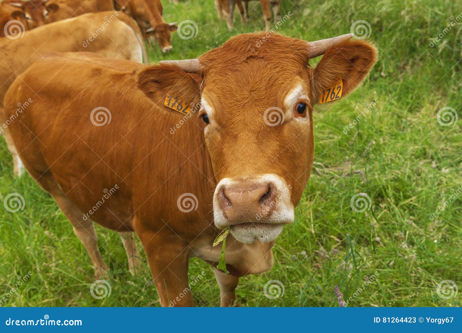 Red cow portrait stock image. Image of portrait, pasture - 81264423
