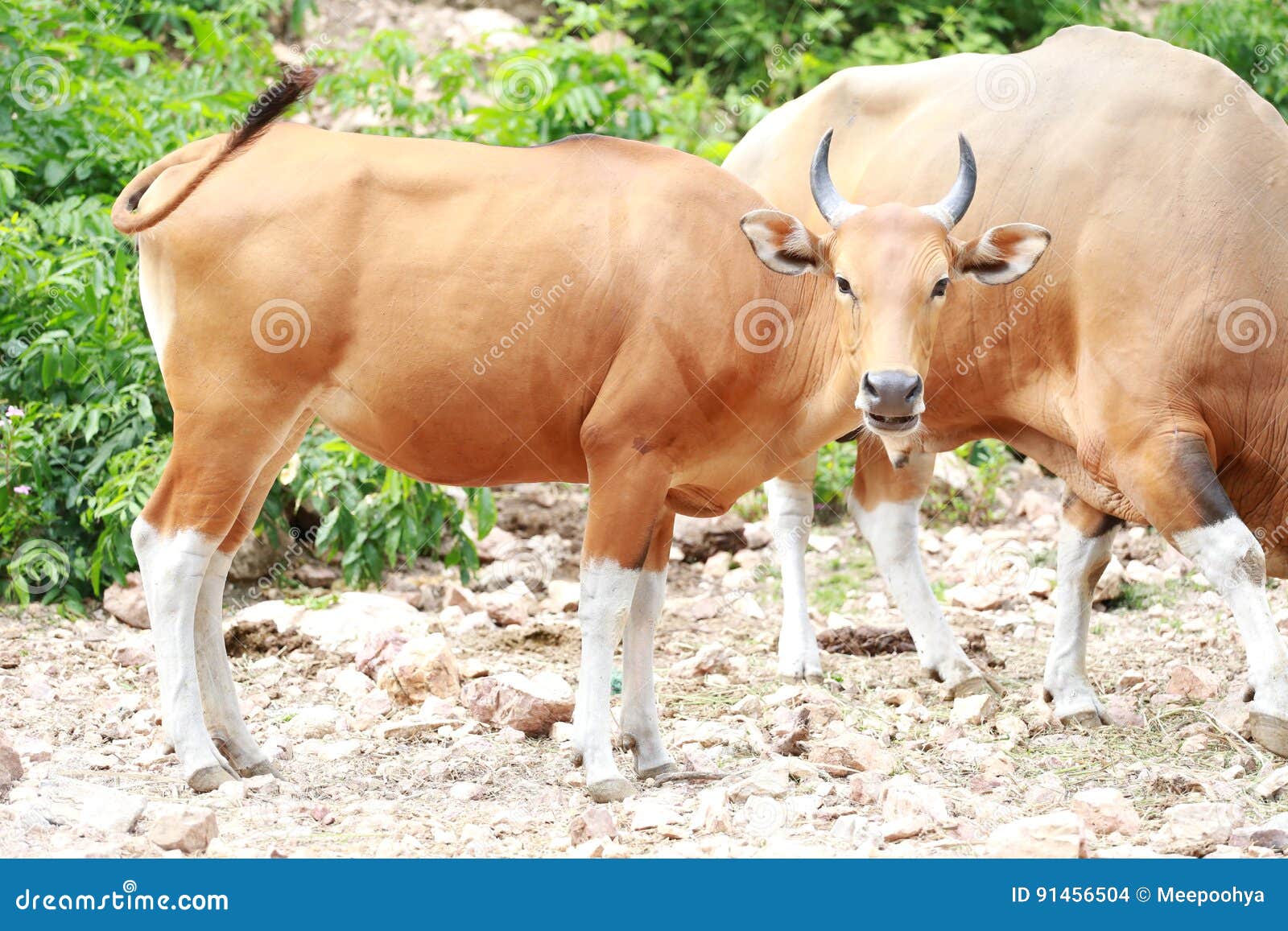 Red cow or red bulls. stock photo. Image of summer, domestic - 91456504