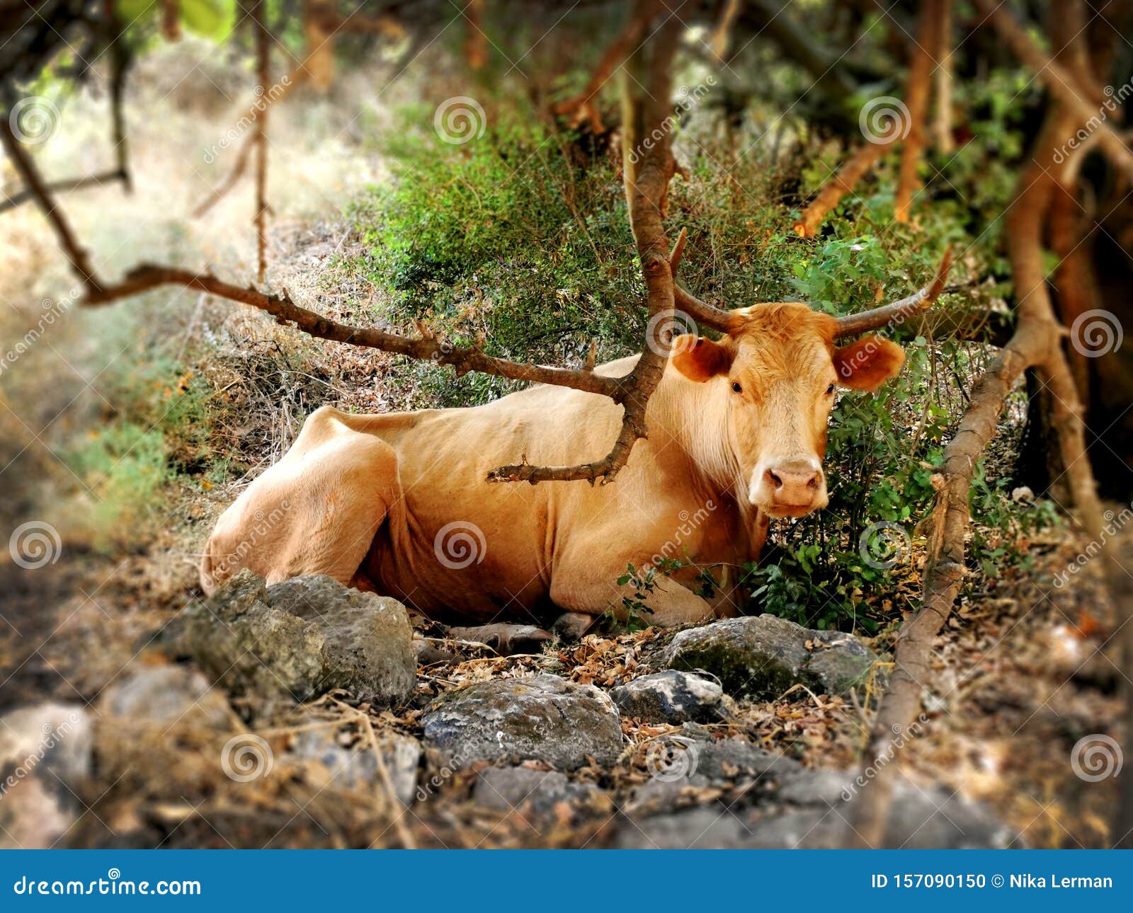 Red Cow Resting Under a Tree Stock Photo - Image of horns, tree: 157090150