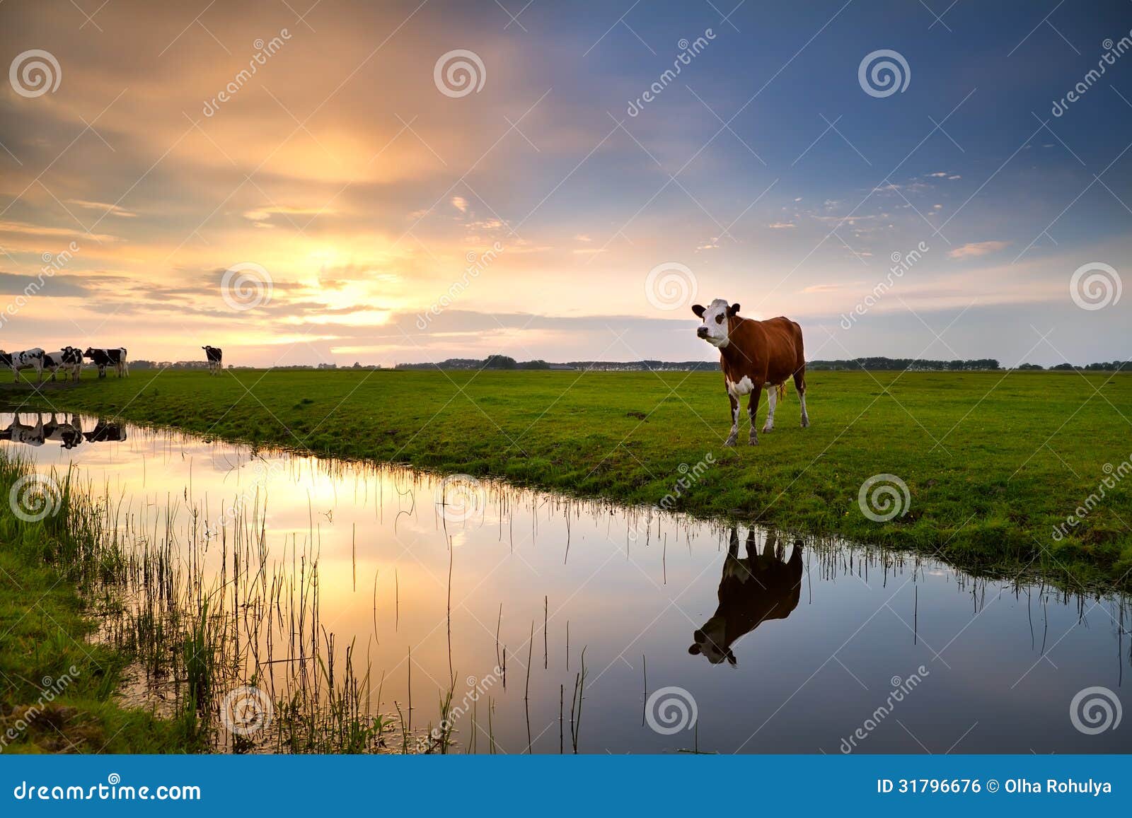Red cow by river at sunset stock photo. Image of pastoral - 31796676