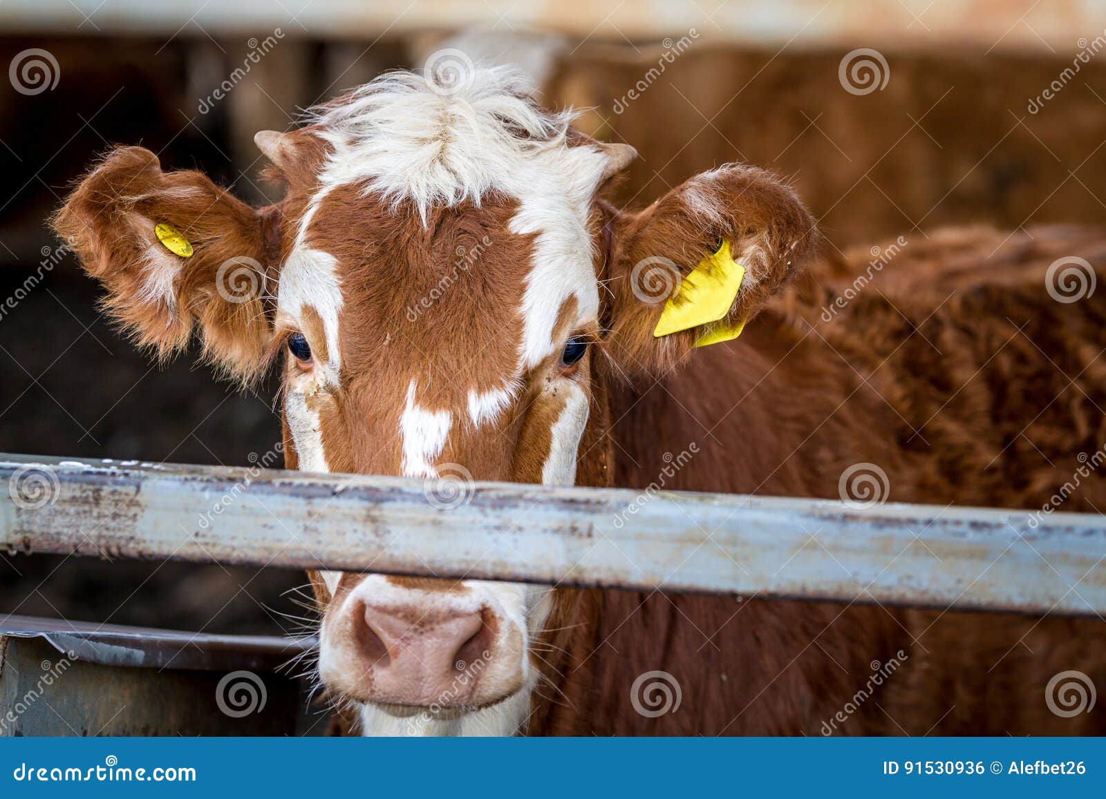 Cow in the paddock in farm stock photo. Image of breeding - 91530936