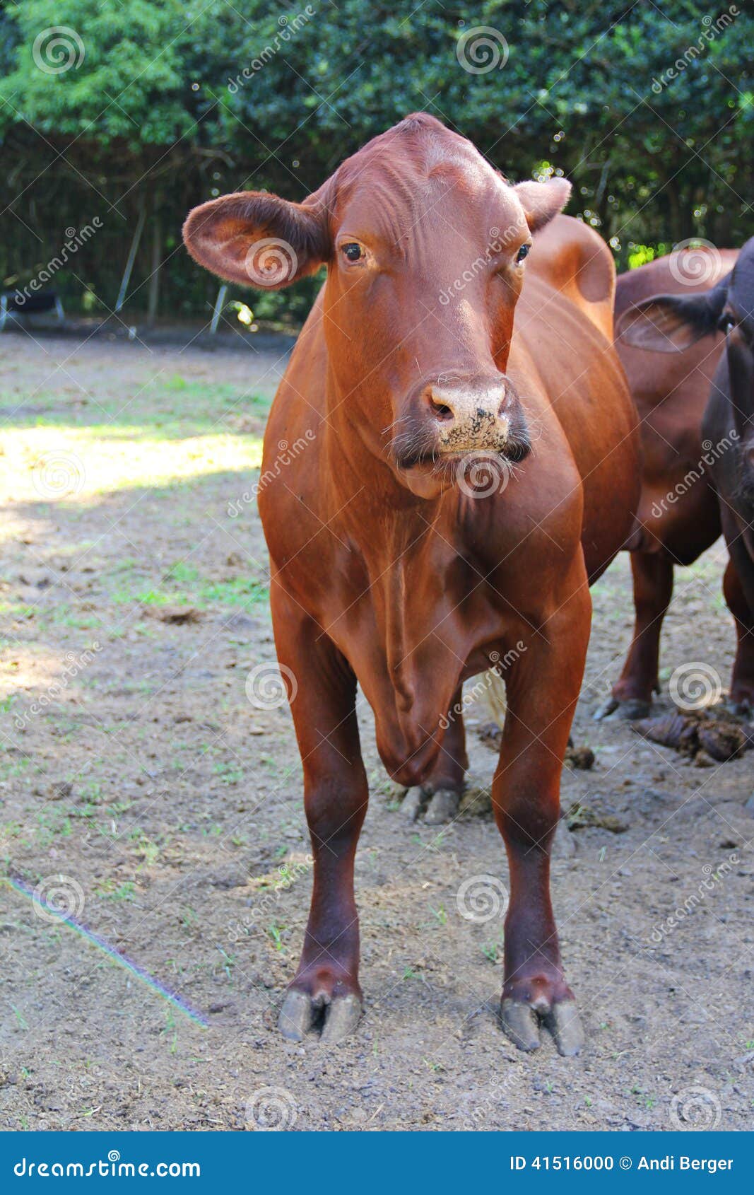 Red Cow vertical stock photo. Image of field, drudgery - 41516000