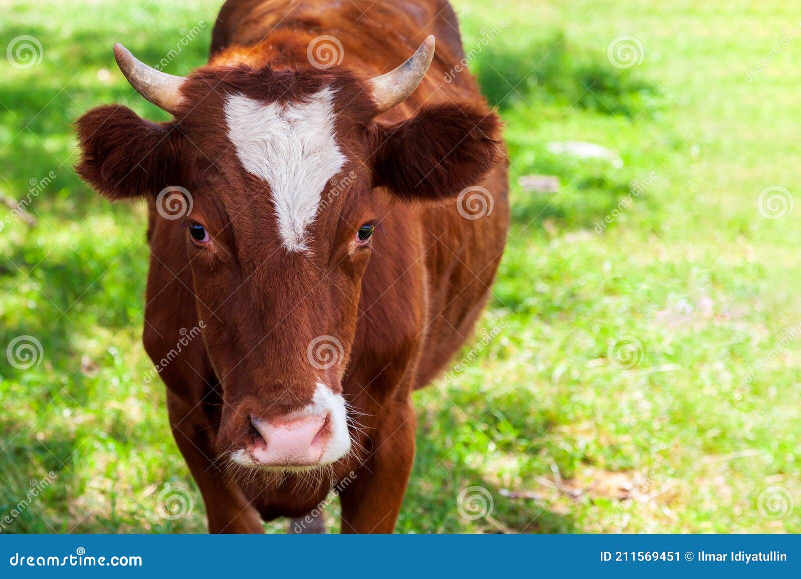 Red Cow with a White Spot on the Forehead Stock Image - Image of cattle ...