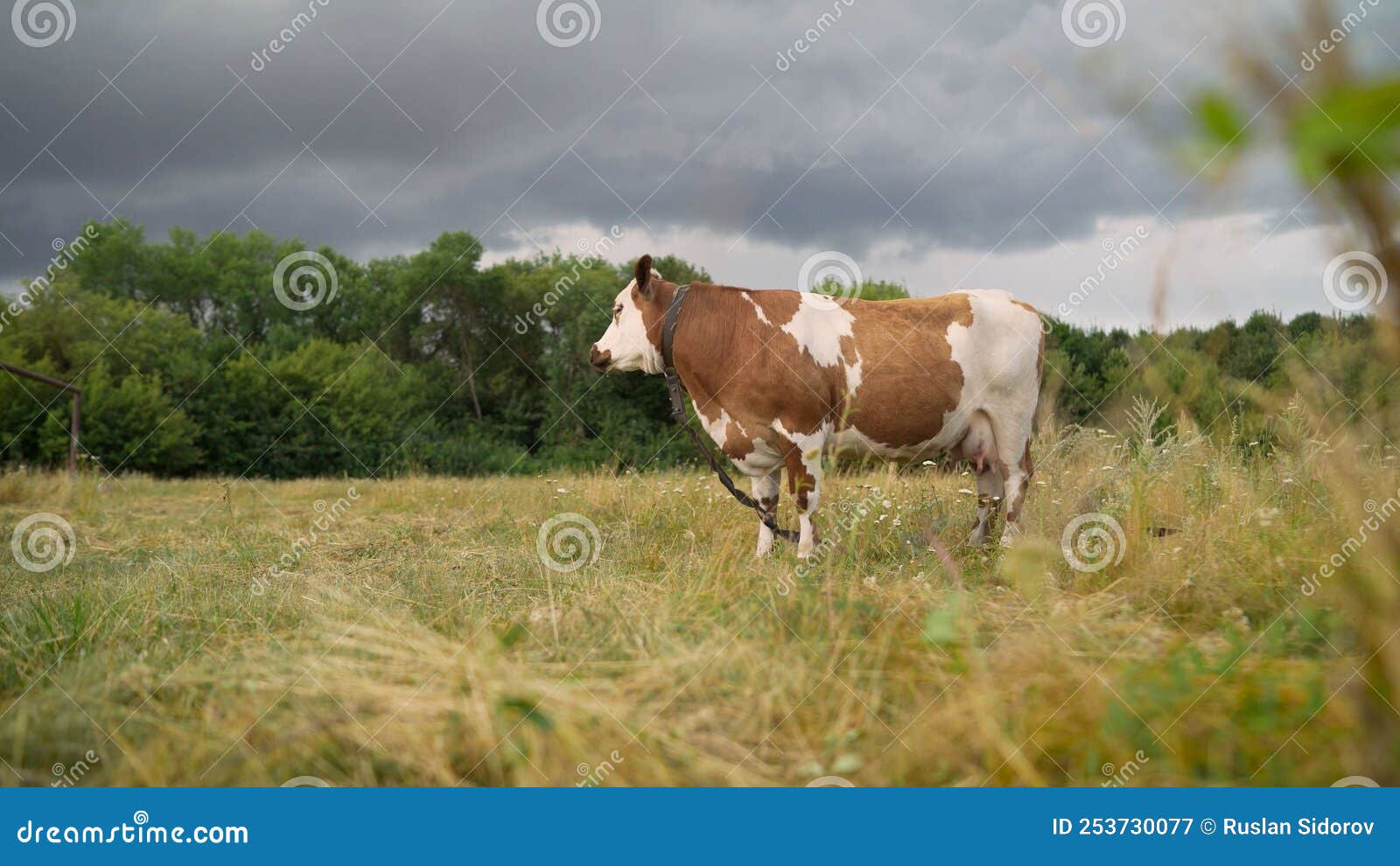 A Red Cow with White Spots Grazes on the Field Stock Image - Image of ...