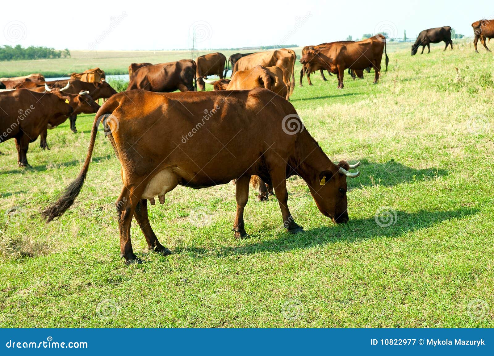 Red cows stock image. Image of livestock, farms, land - 10822977