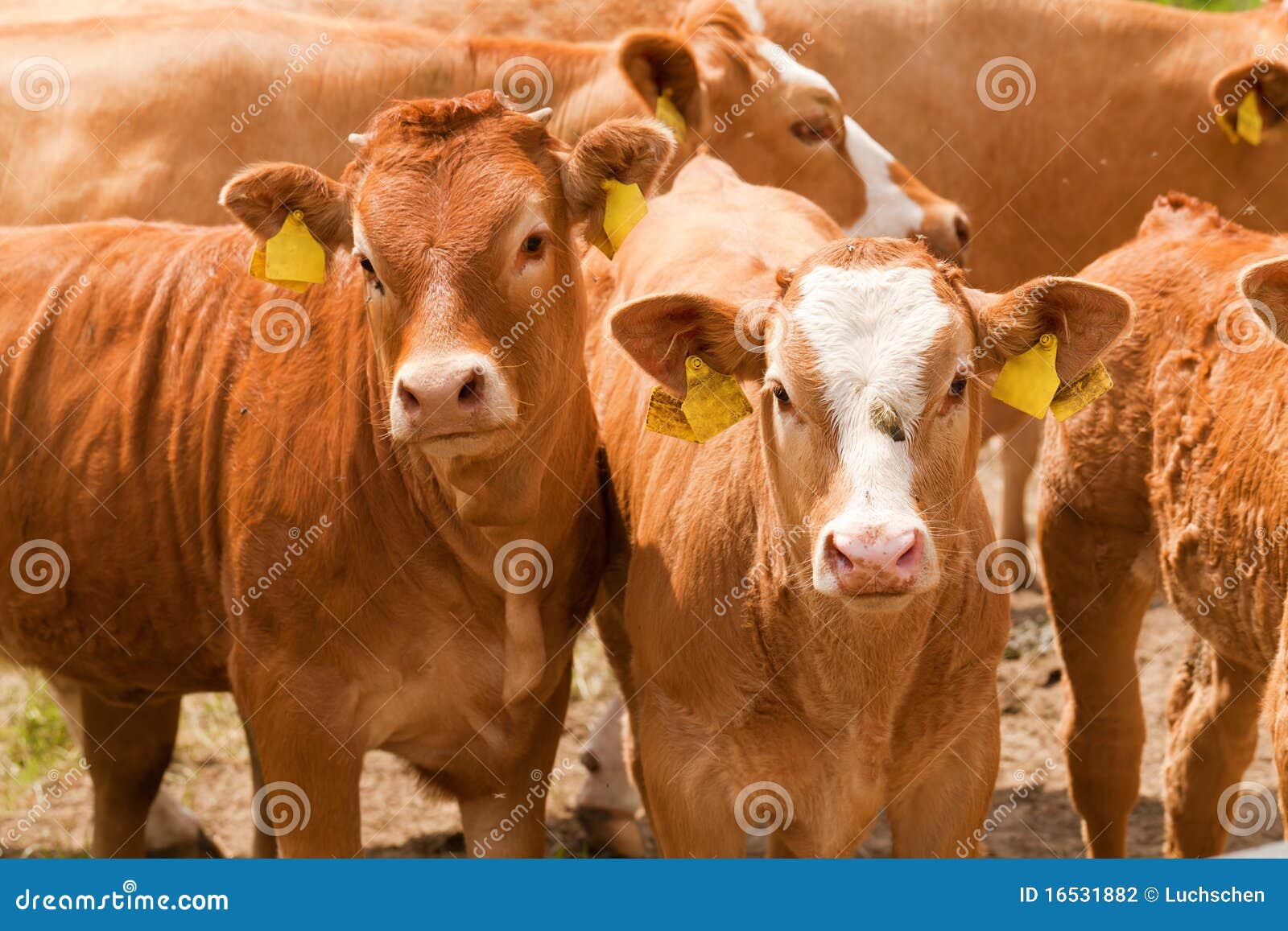 Red cows stock photo. Image of head, veal, milk, grazing - 16531882