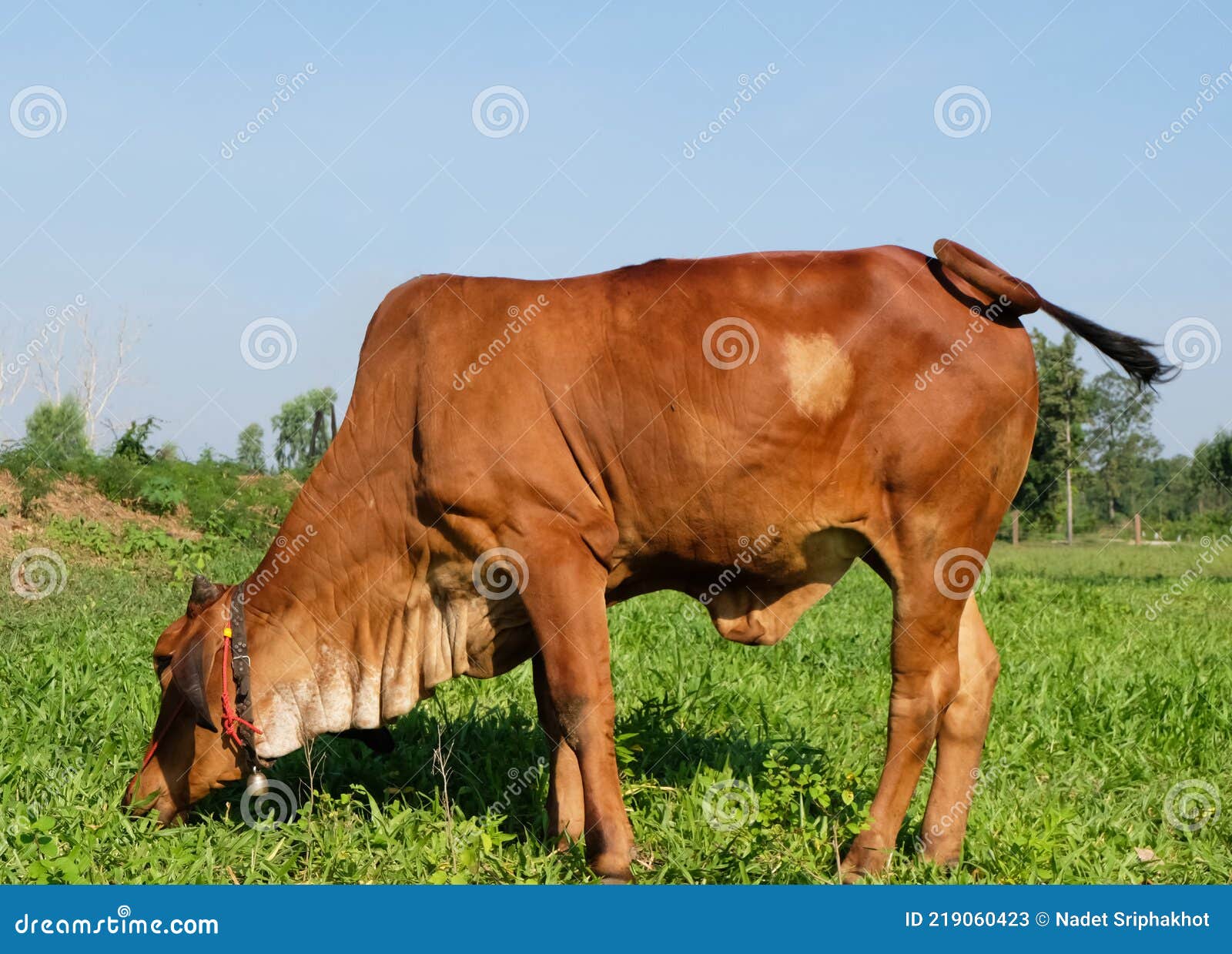 Red cows stock image. Image of animals, countryside - 219060423
