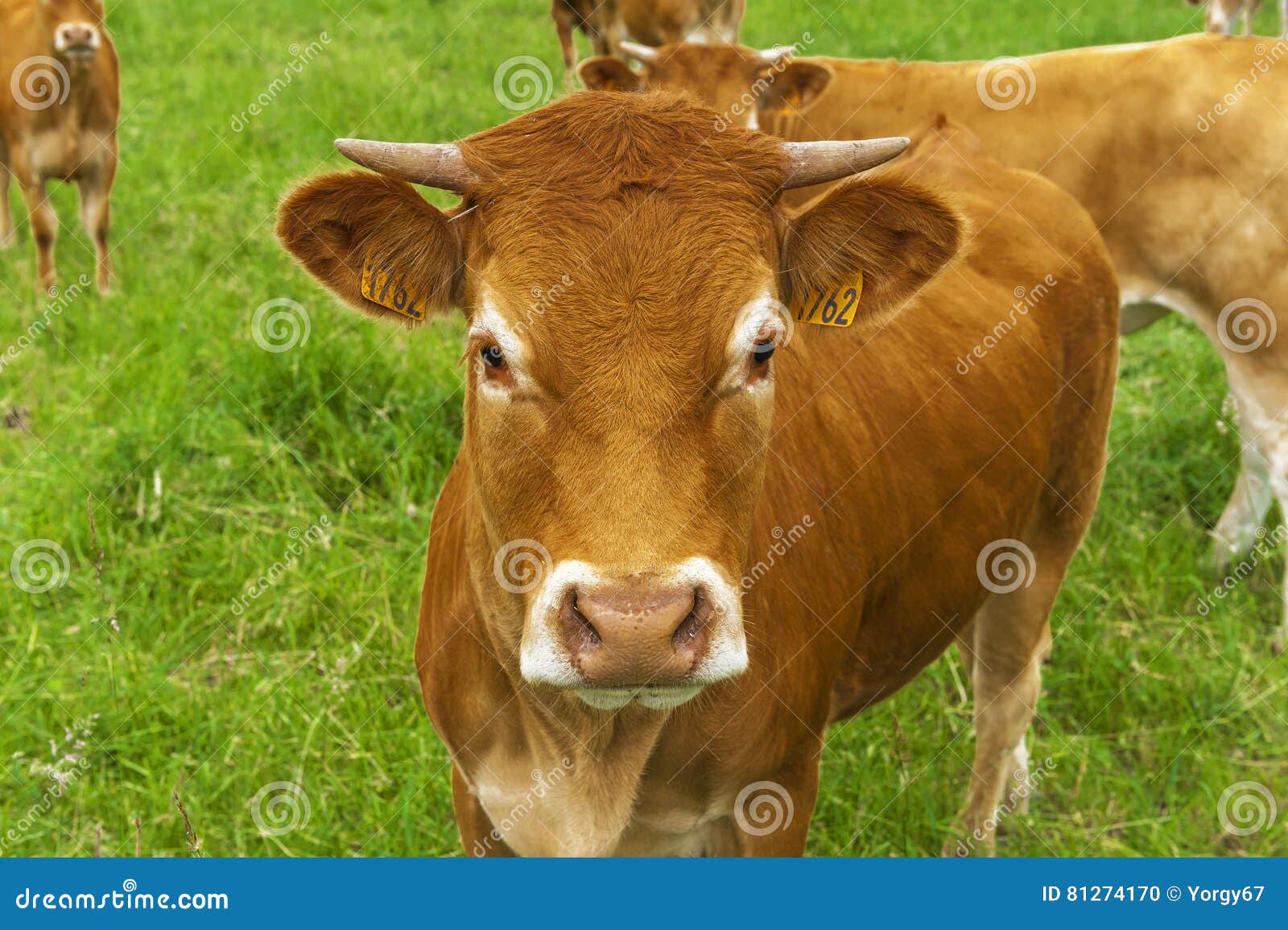 Red cows in the field stock photo. Image of field, domestic - 81274170