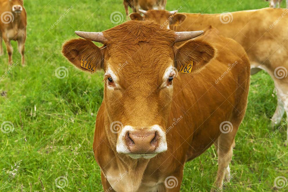 Red cows in the field stock photo. Image of field, domestic - 81274170