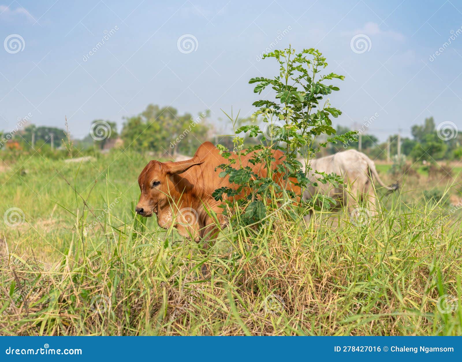Red Cows and White Cows Grazing in the Open Farm Stock Photo - Image of ...