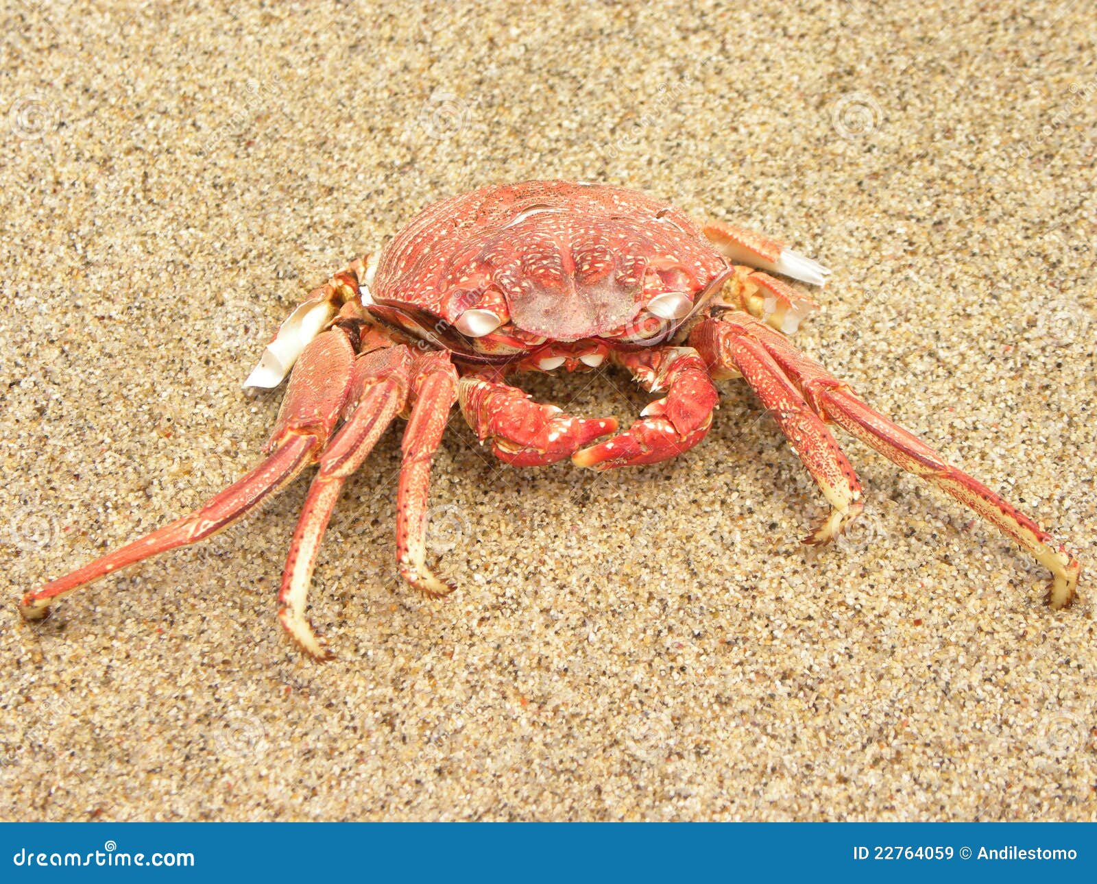 RED CRAB stock image. Image of cape, food, meal, feast - 22764059