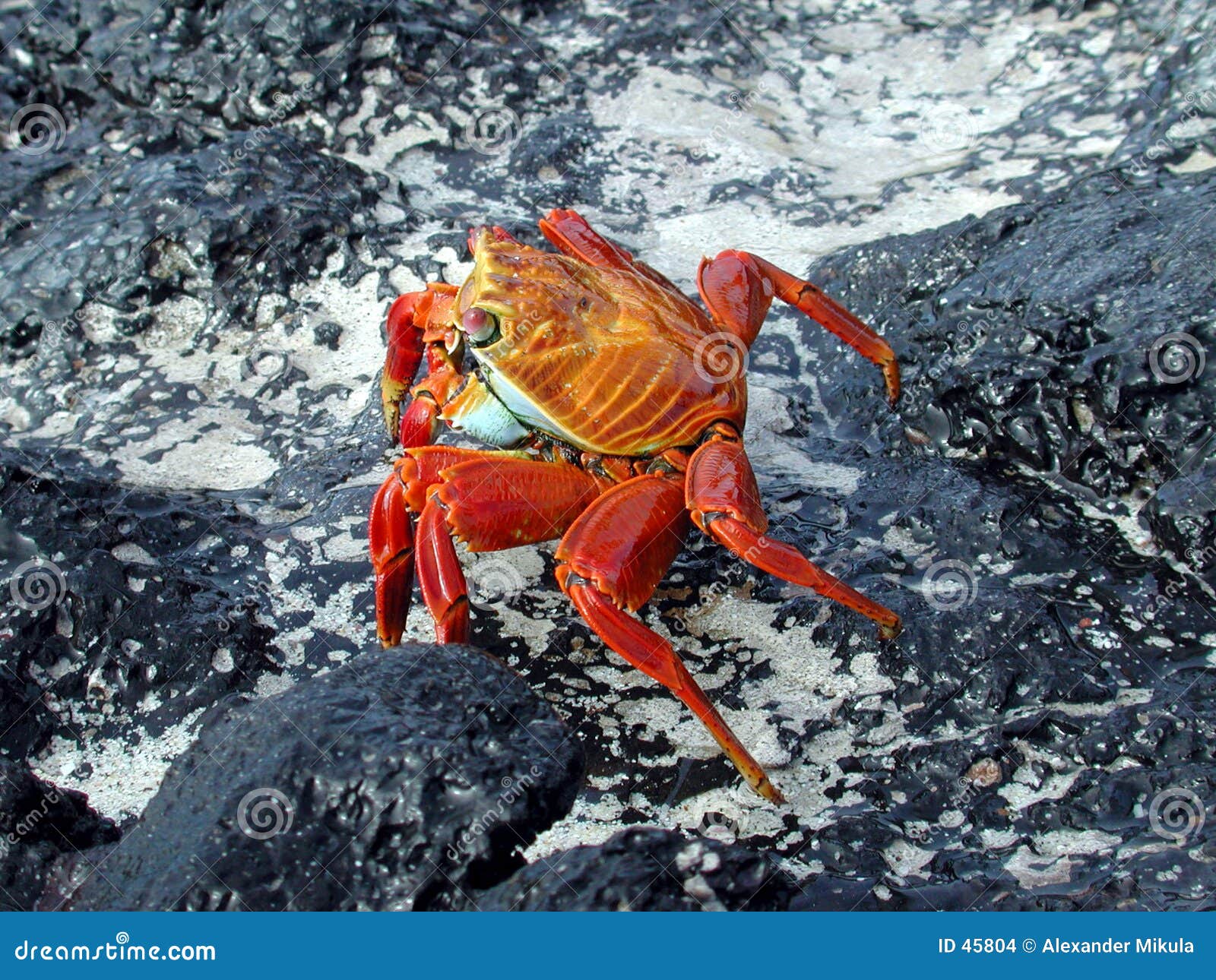 Red Crab Stock Images - Image: 45804