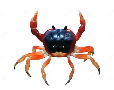 Red Crab stock photo. Image of beach, seafood, posture, posing - 77026