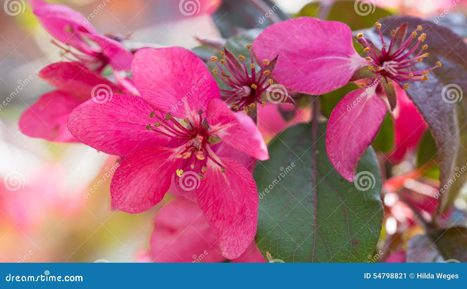 Red Crab apple flowers stock image. Image of apple, flora - 54798821
