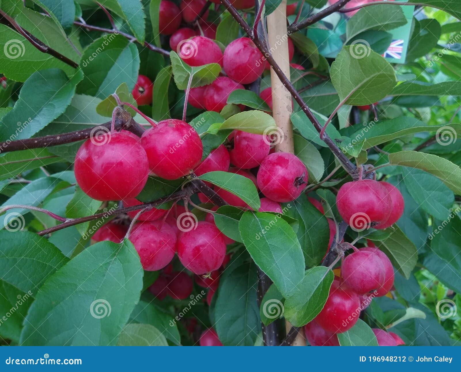 Malus `Gorgeous` stock photo. Image of crabapple, flora - 196948212