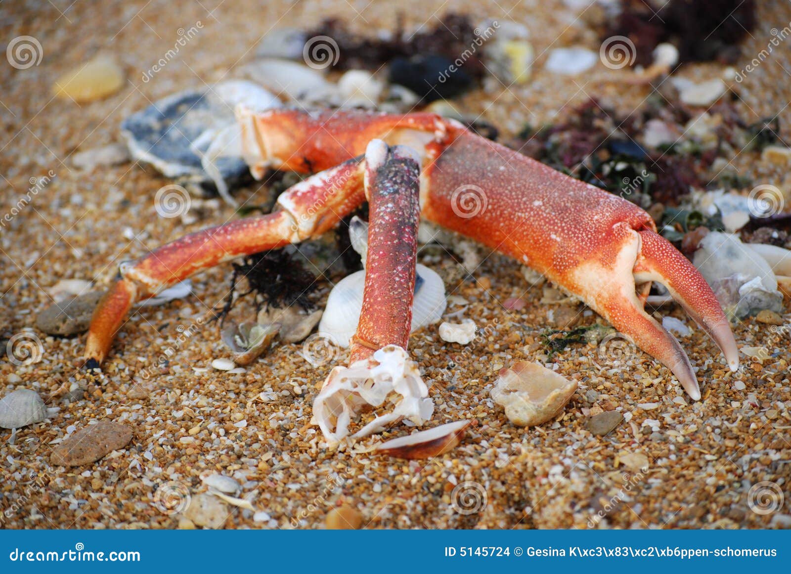 Red Crab On Beach Stock Images - Image: 5145724
