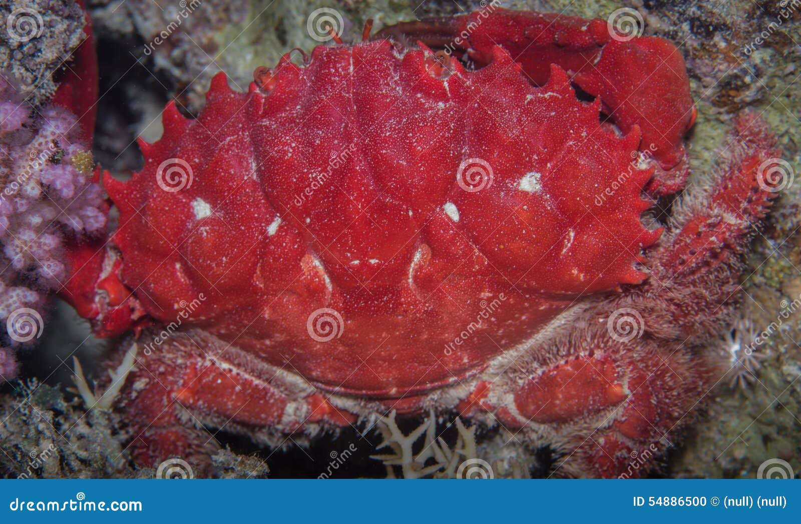 Red crab stock photo. Image of tropic, wildlife, underwater - 54886500