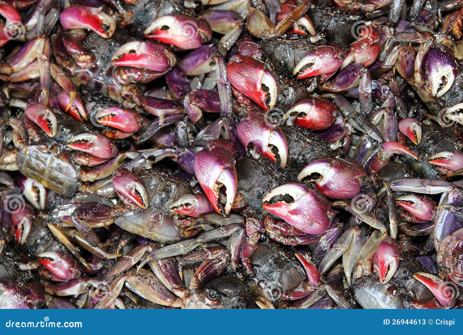 Red crab claws stock image. Image of crabclaws, crab - 26944613