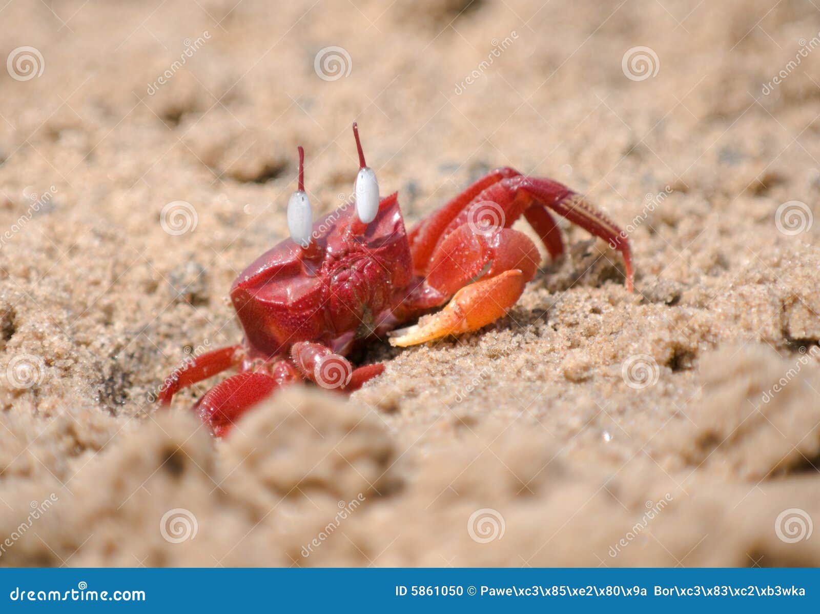 Red Crab face stock photo. Image of rojo, salvaje, nature - 5861050