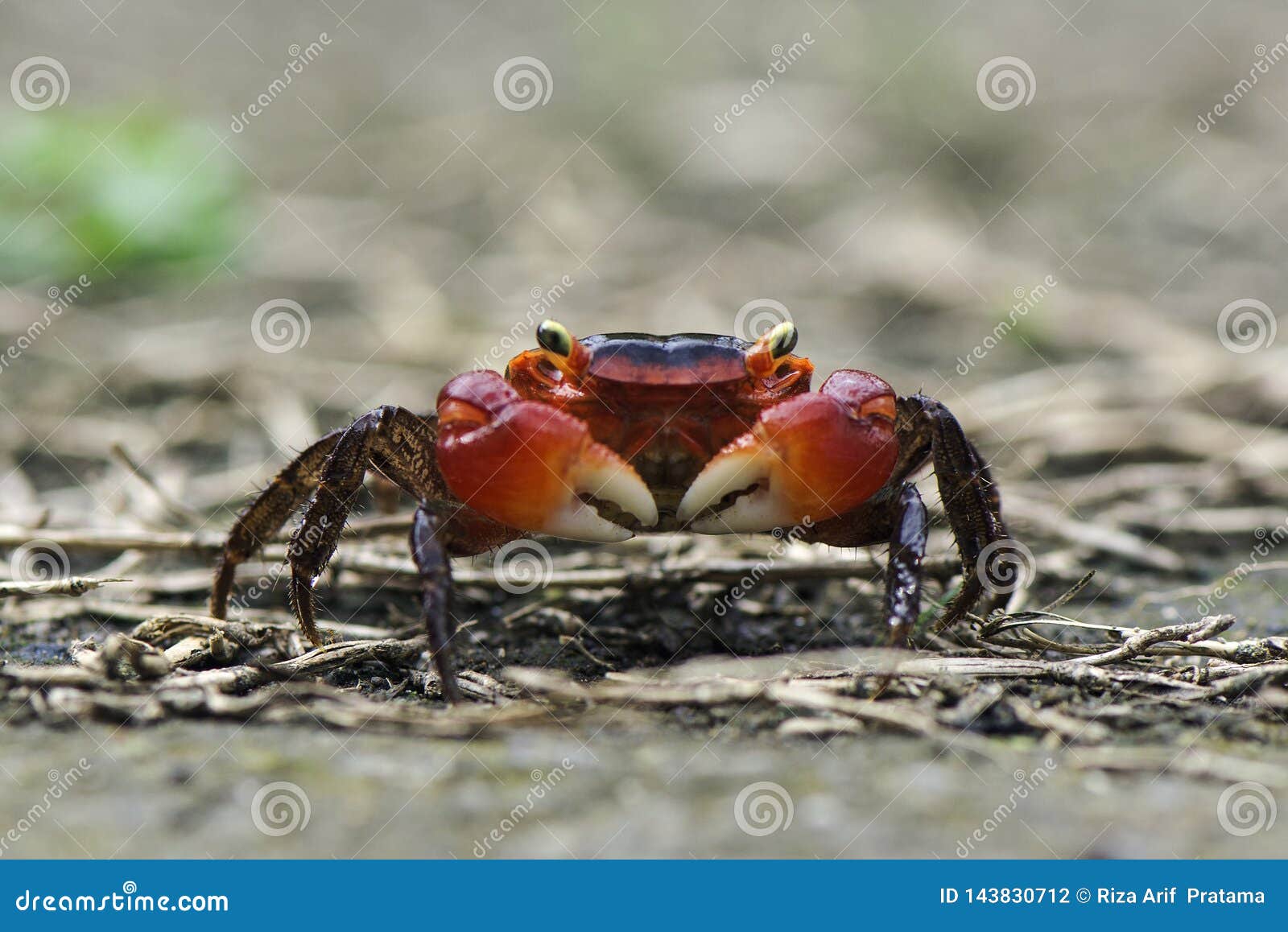 The red Crab stock photo. Image of shell, mini, animal - 143830712