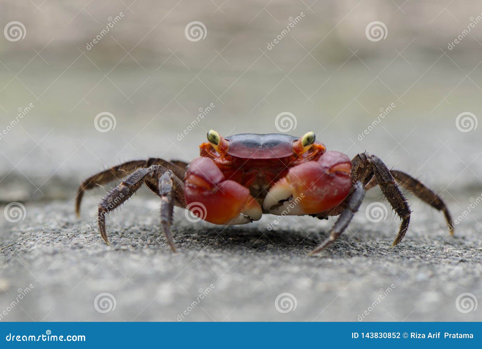 The red Crab stock photo. Image of crab, mini, shell - 143830852