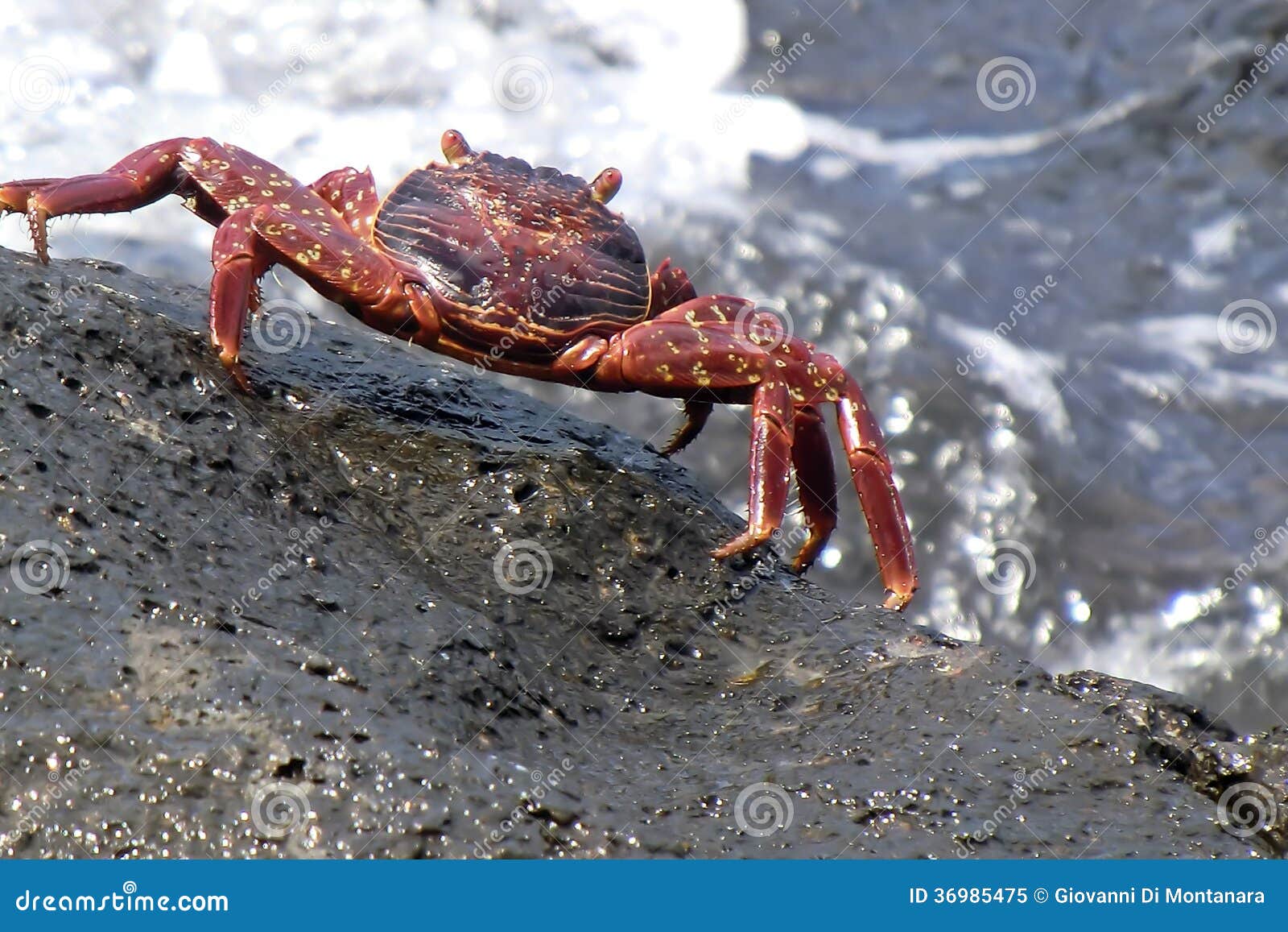 Red crab stock image. Image of nature, corallinus, coast - 36985475