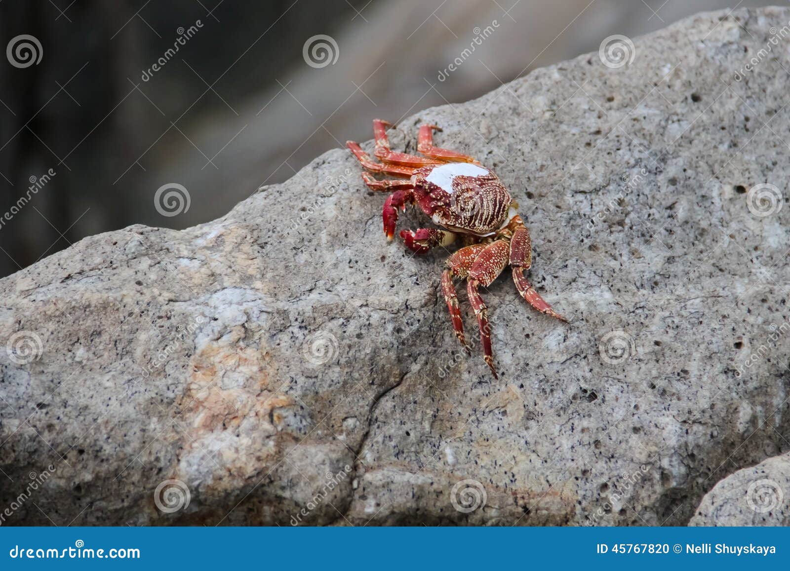 Red crab on the rocks stock photo. Image of wild, nature - 45767820