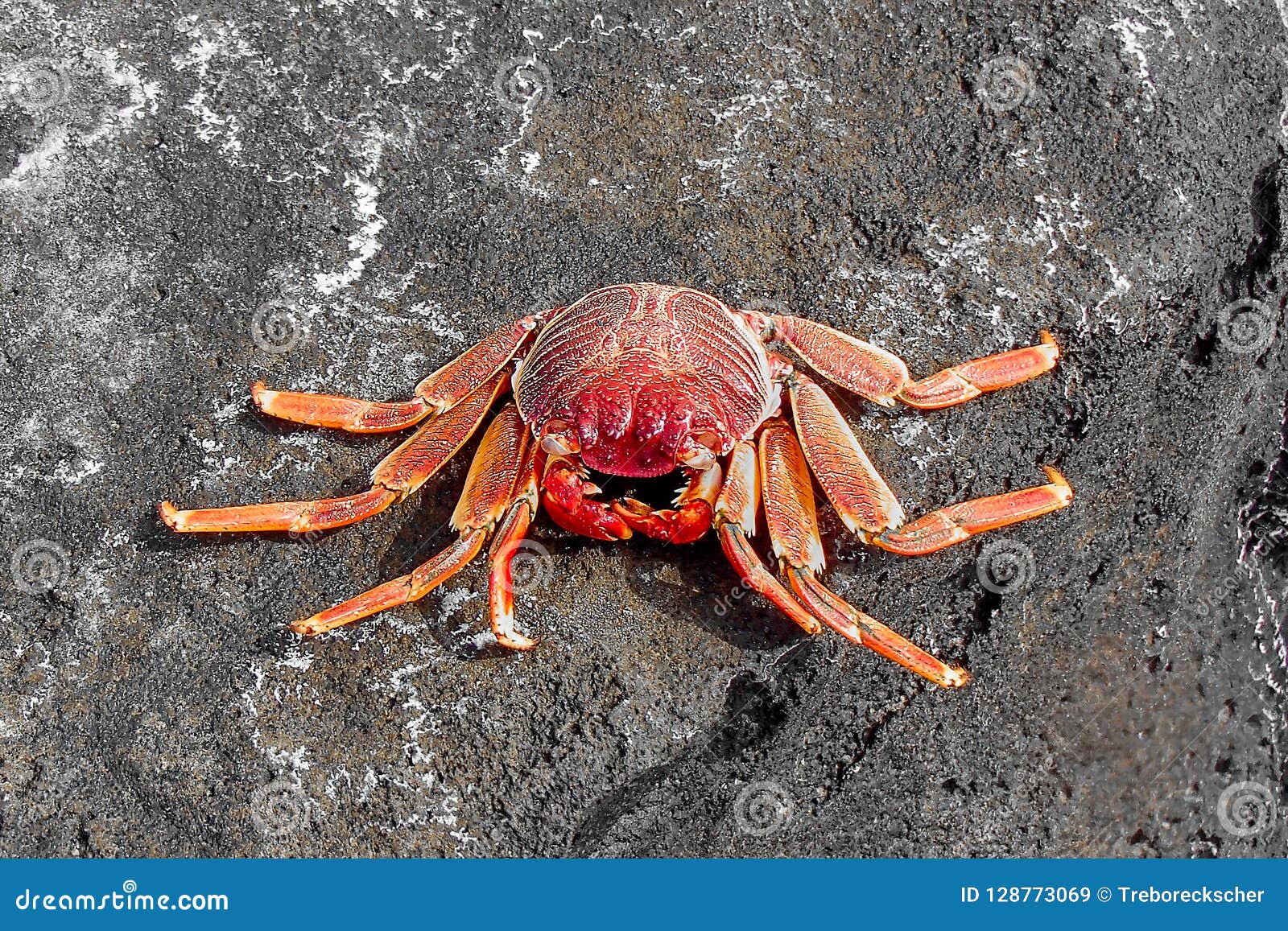 Red crab on rocks stock image. Image of colorful, pacific - 128773069