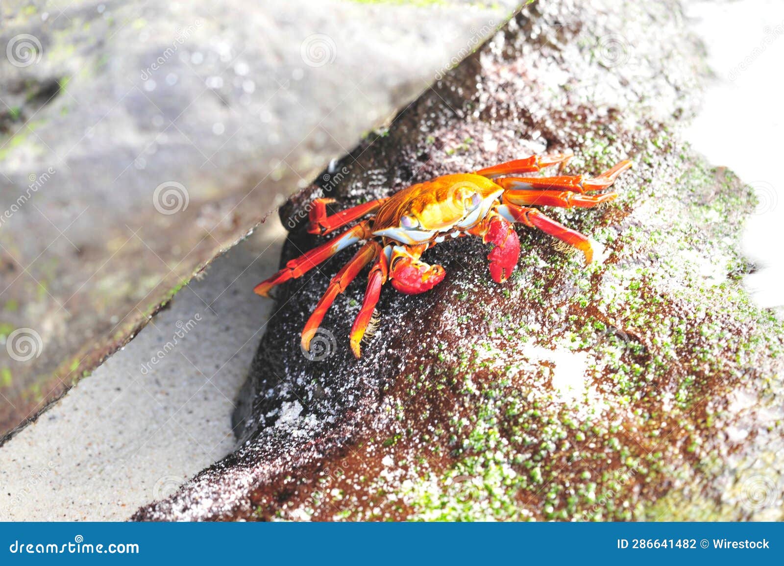 Photography of a Red Crab on a Rock at the Beach Stock Photo - Image of ...
