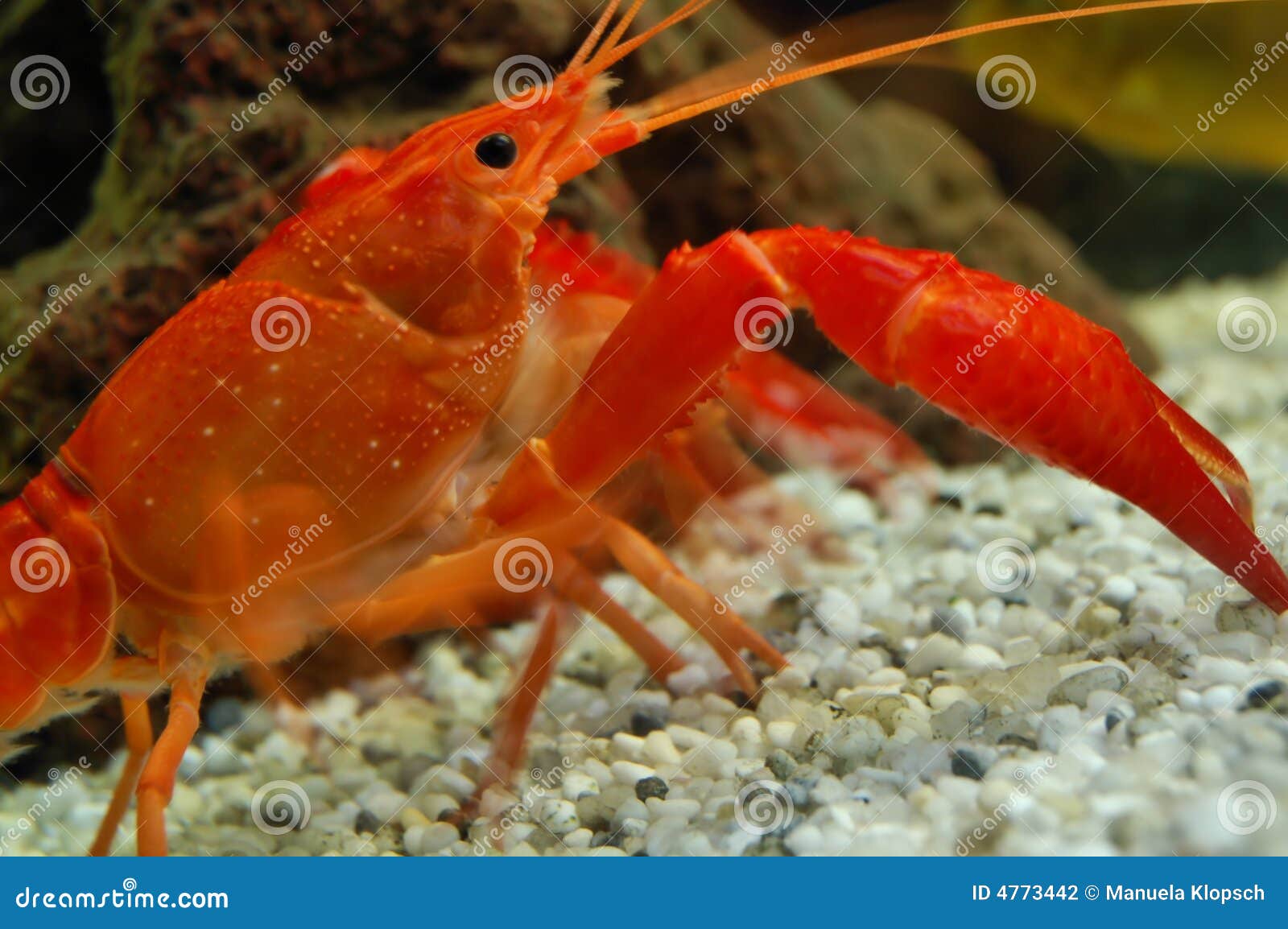 Red crab walking in ocean stock photo. Image of undersea - 4773442