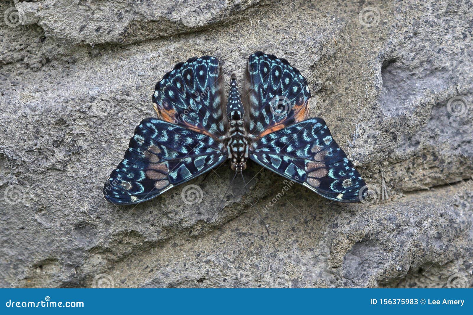 Red Cracker stock image. Image of moth, ecosystem, emperor - 156375983