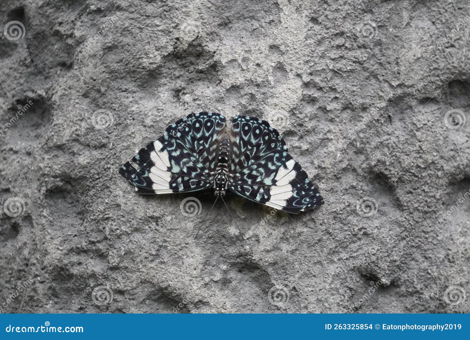 Red Cracker Resting on the Floor Stock Photo - Image of hamadryas ...