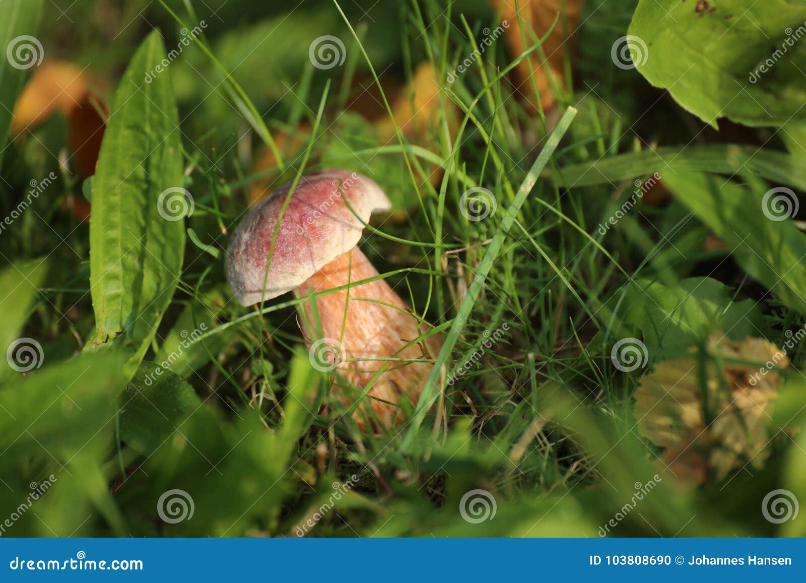 Red Cracking Bolete (Xerocomellus Chrysenteron) with the Mold Hypomyces ...